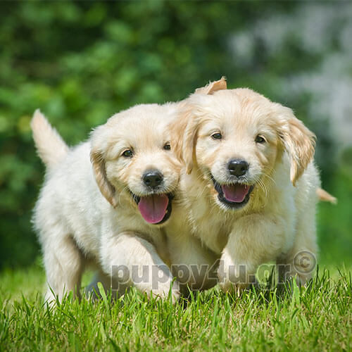 Αγορά Κουταβιού | ΓΚΟΛΝΤΕΝ ΡΙΤΡΙΒΕΡ | Puppy4u.gr | Κυνήγι