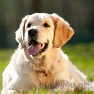 Αγορά Κουταβιού | ΓΚΟΛΝΤΕΝ ΡΙΤΡΙΒΕΡ | Puppy4u.gr | Κυνήγι